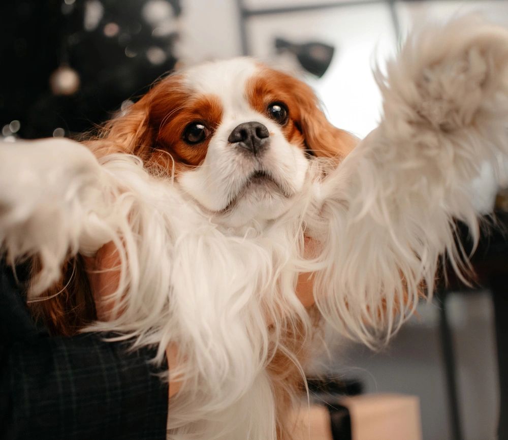 What Does My Cavalier's Forceful Cuddling Mean? 珞