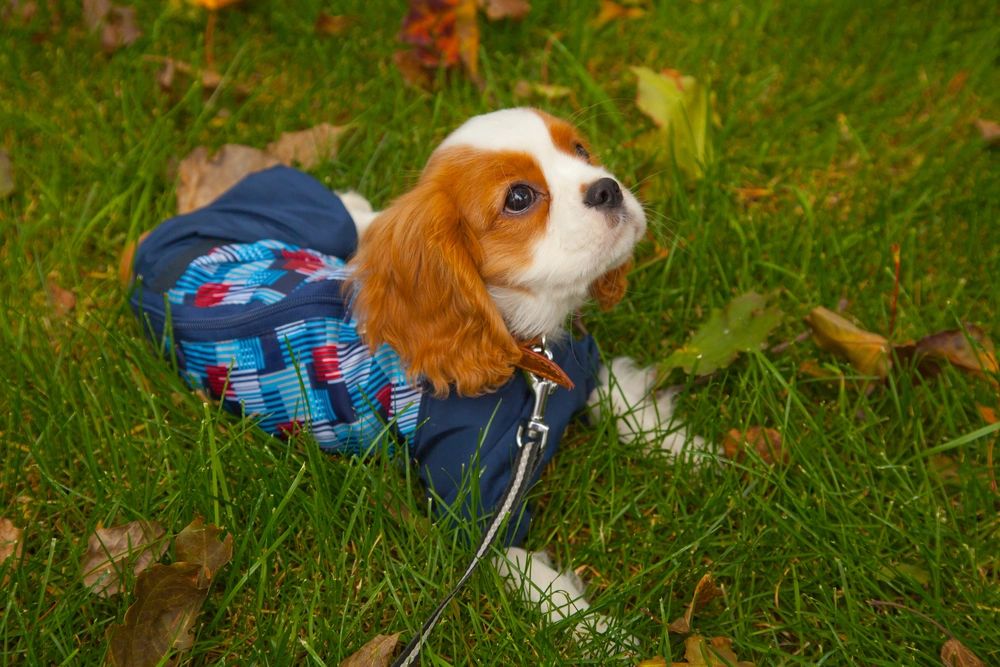 Why Does My Cavalier Get So Excited When I Sit On the Floor?