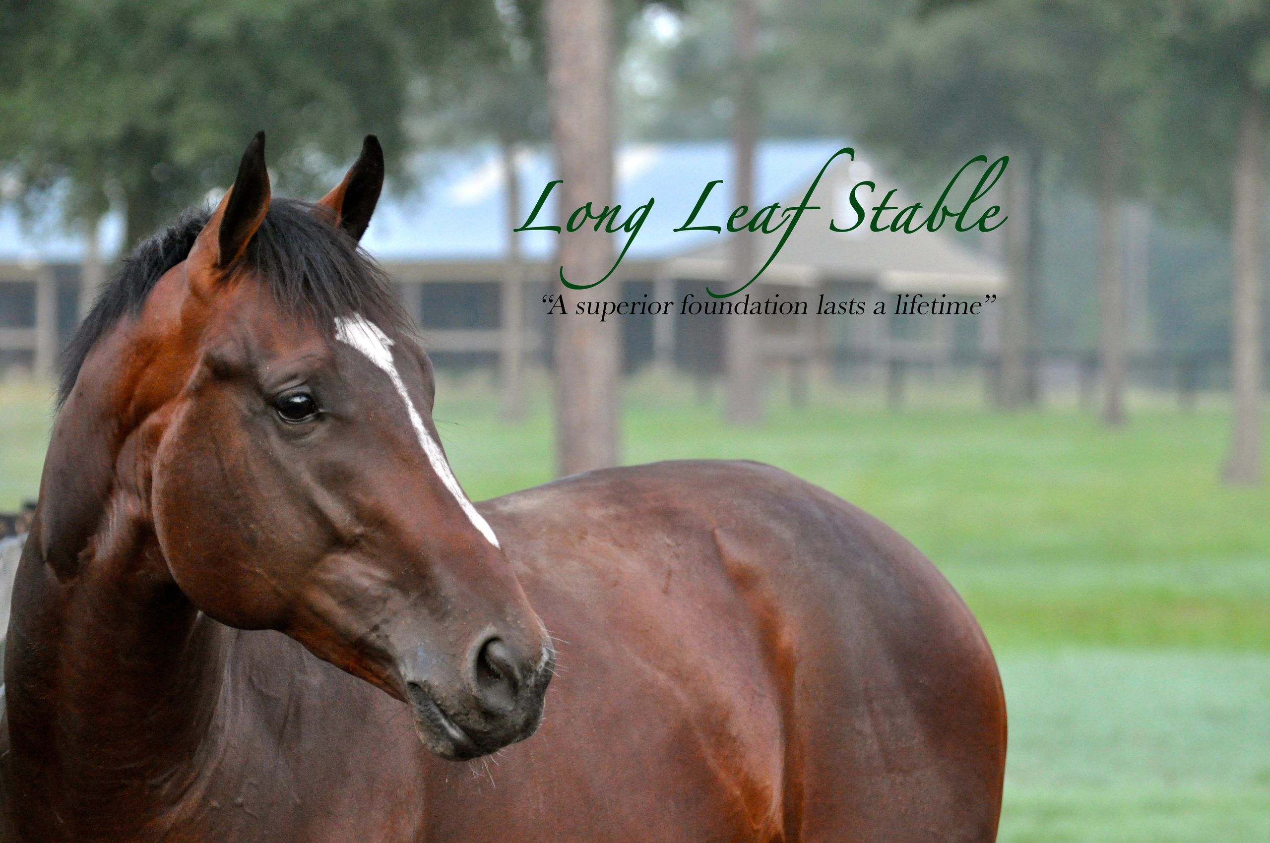 Long Leaf Stable
