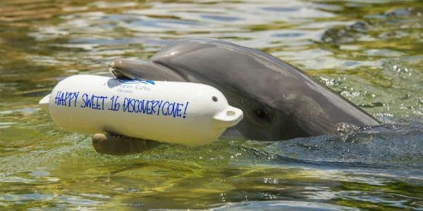 Discovery Cove Drink Package upgrade