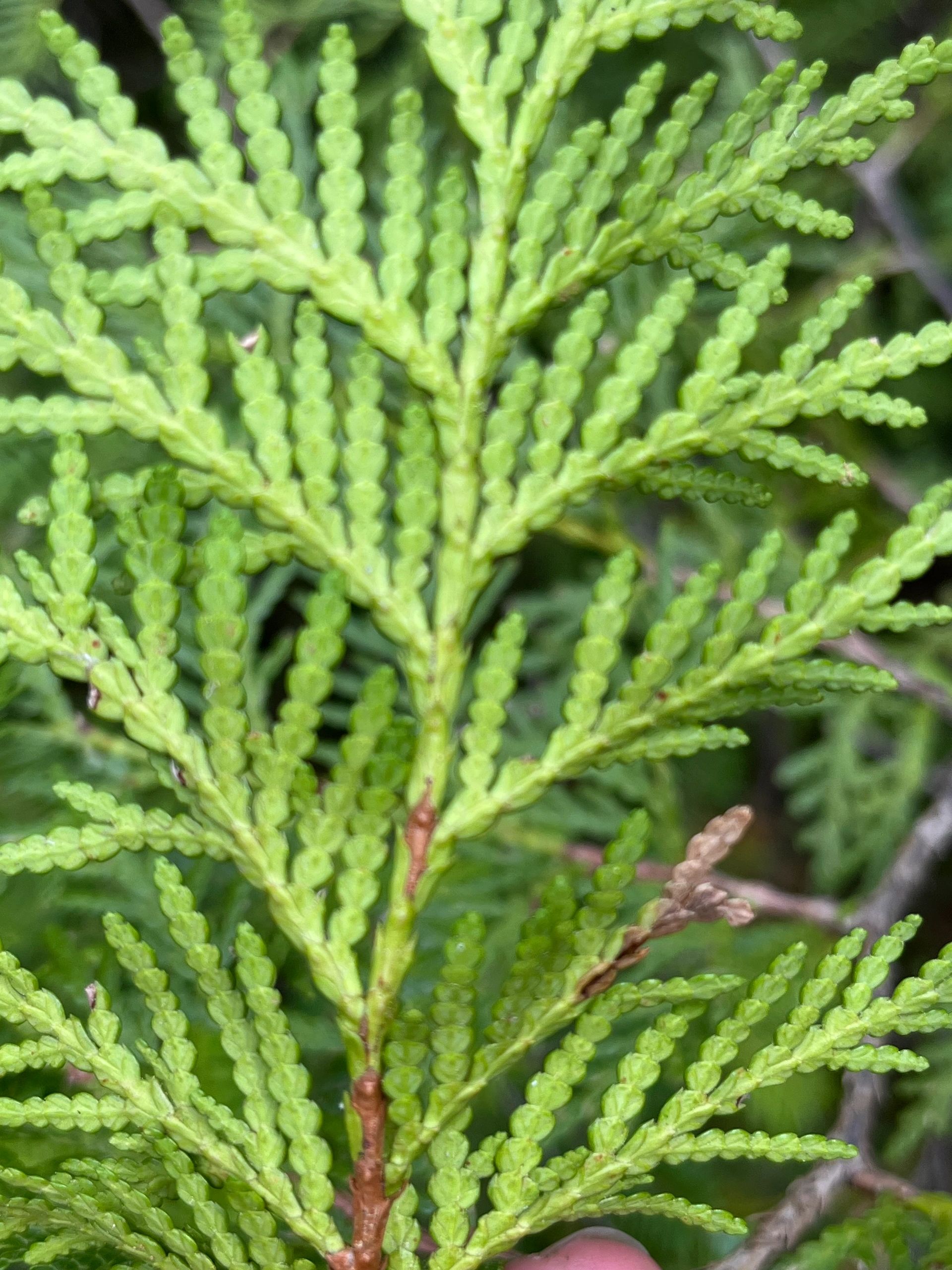 Northern White Cedar