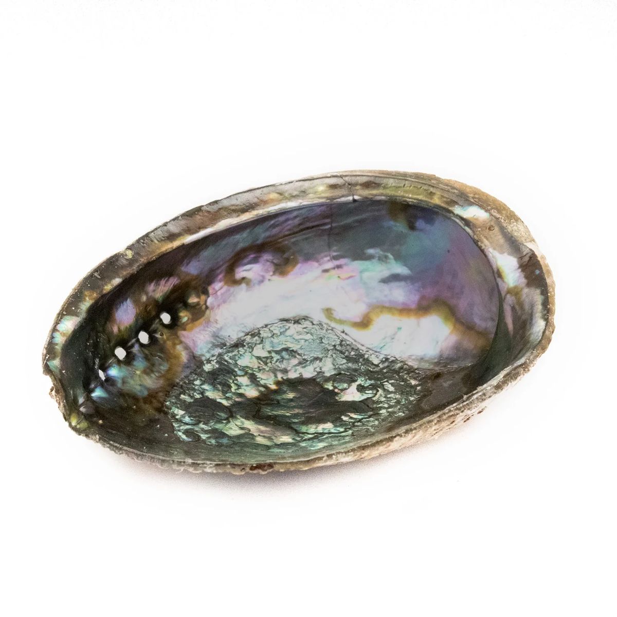 Abalone Shell Medium (4-5″)