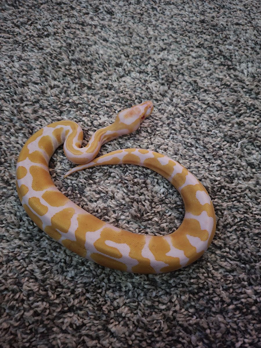2021 Albino Het Pied Ball Python Female