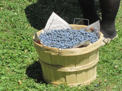 Blueberries of Indiana