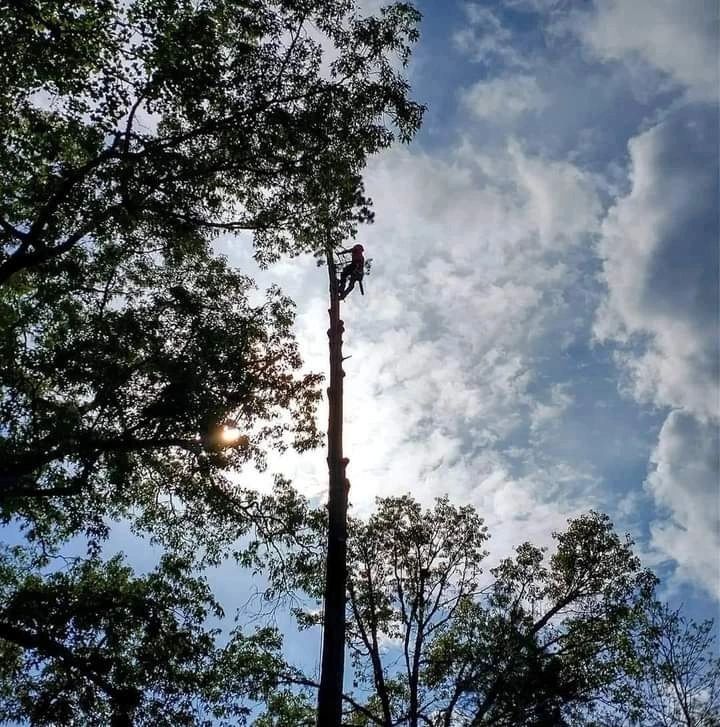 Major League Tree - Tree Removal, Storm Work