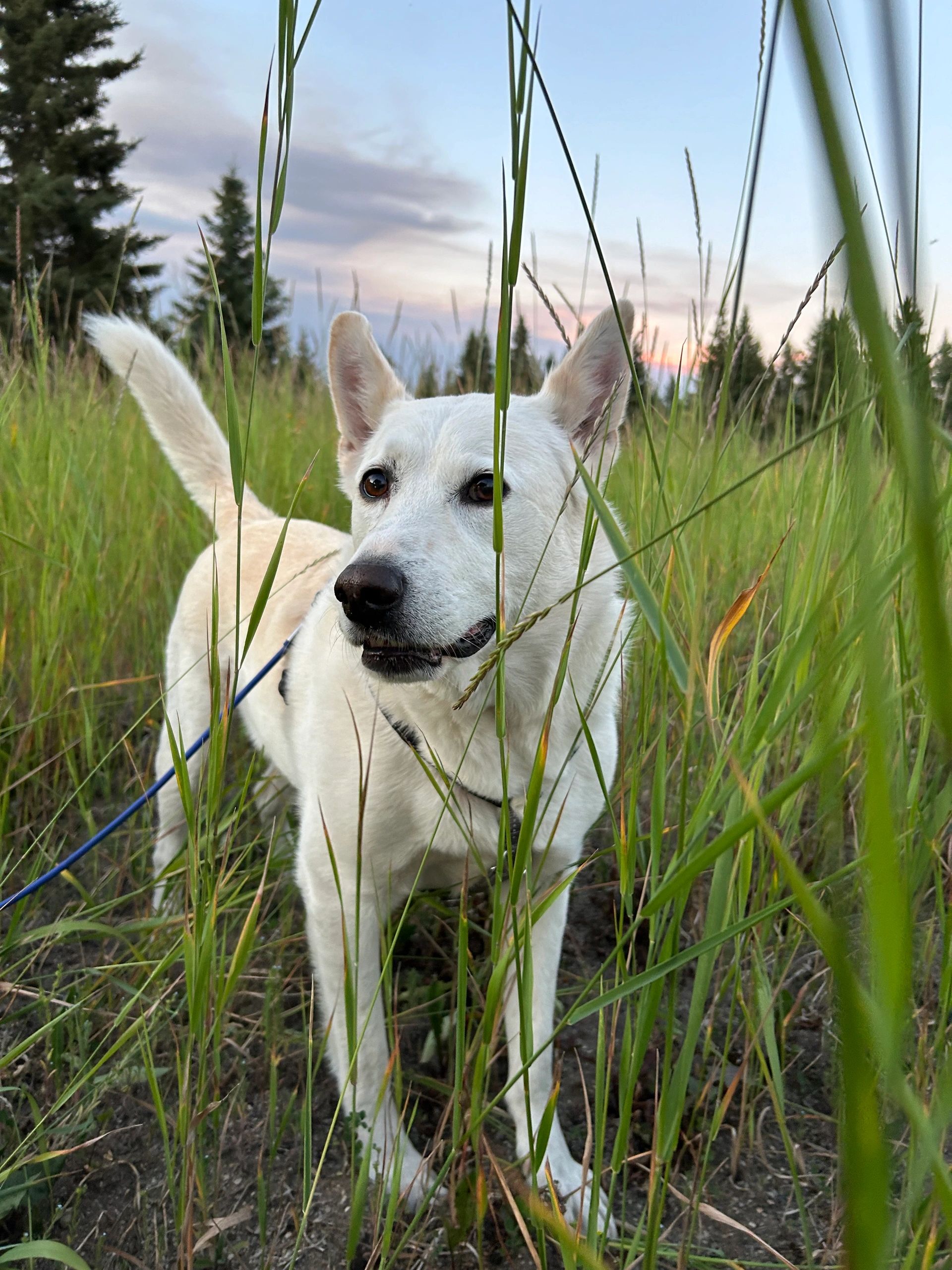 Dog Training Classes | UpDog Training