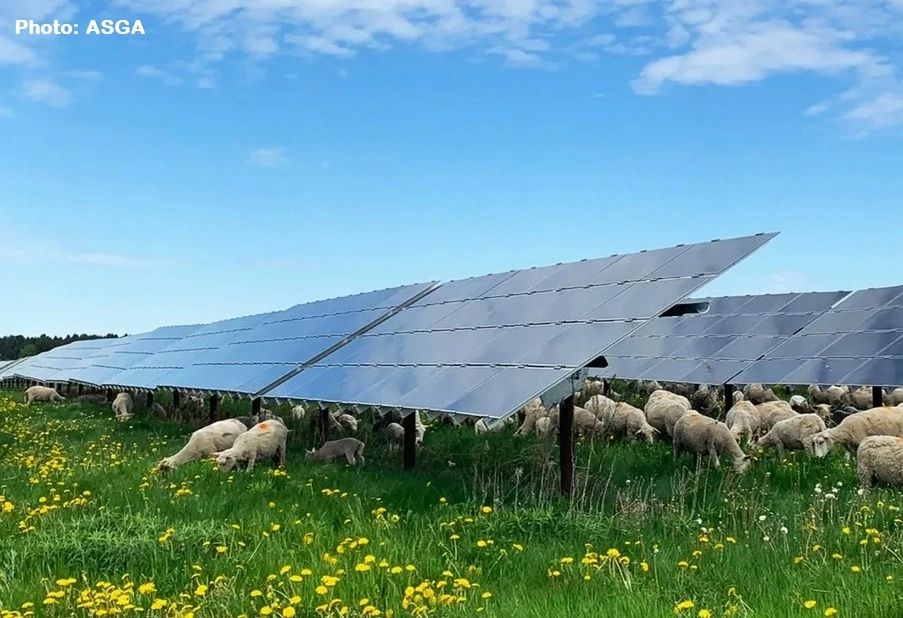 Indiana Sheep Association Organizes 1st Solar Grazing Seminar