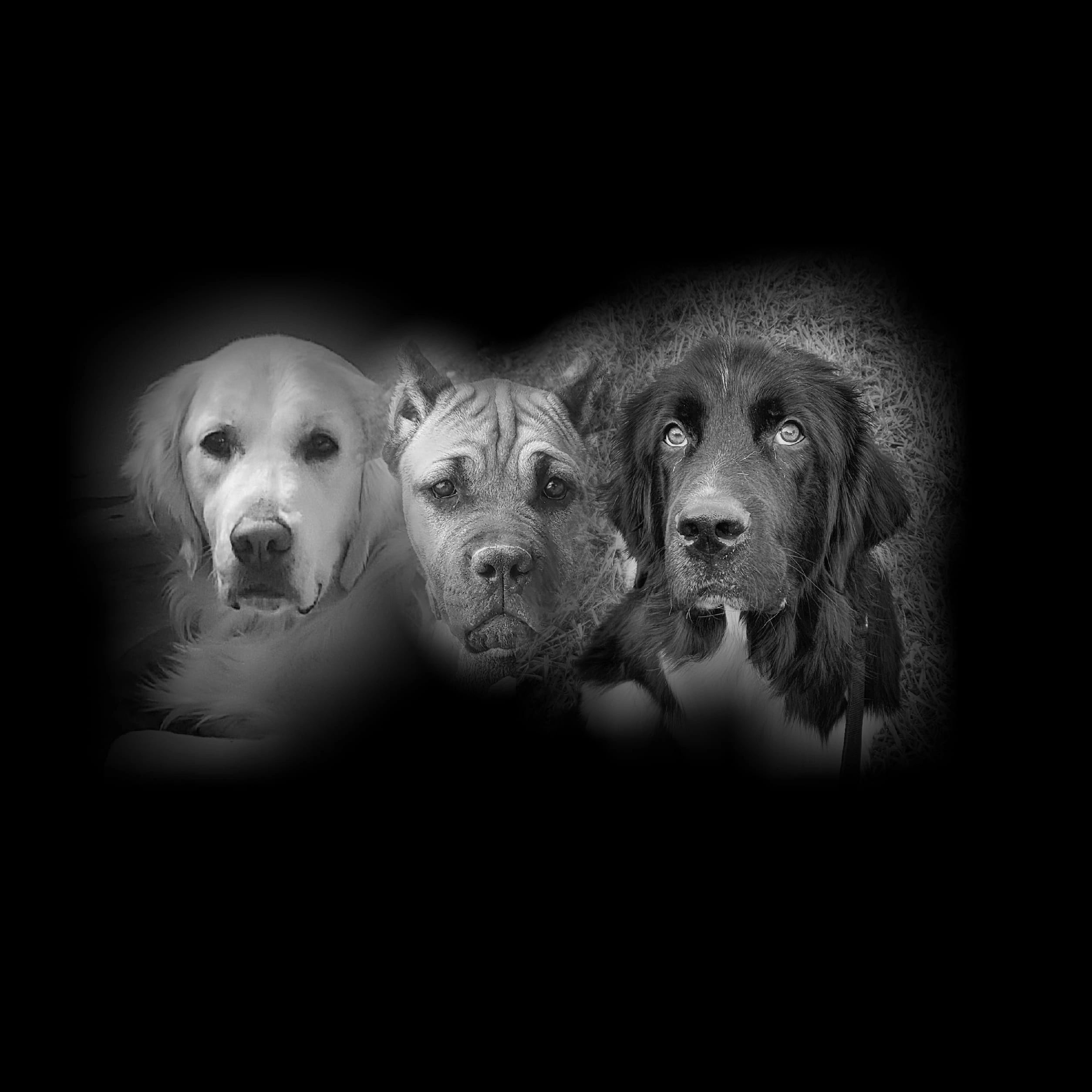 Cumberland Canines Online Cumberland Canines Online