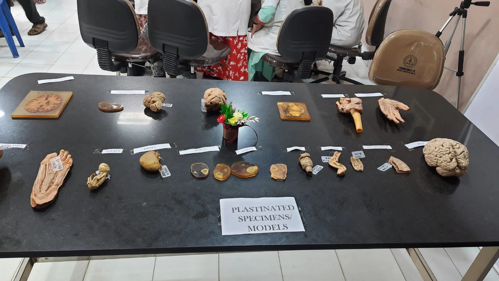 Why didn't Plastination grow in India since its invention?