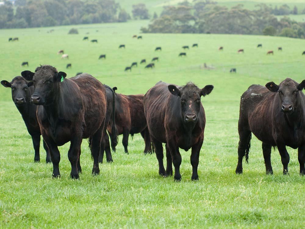 McKays Global Meats
