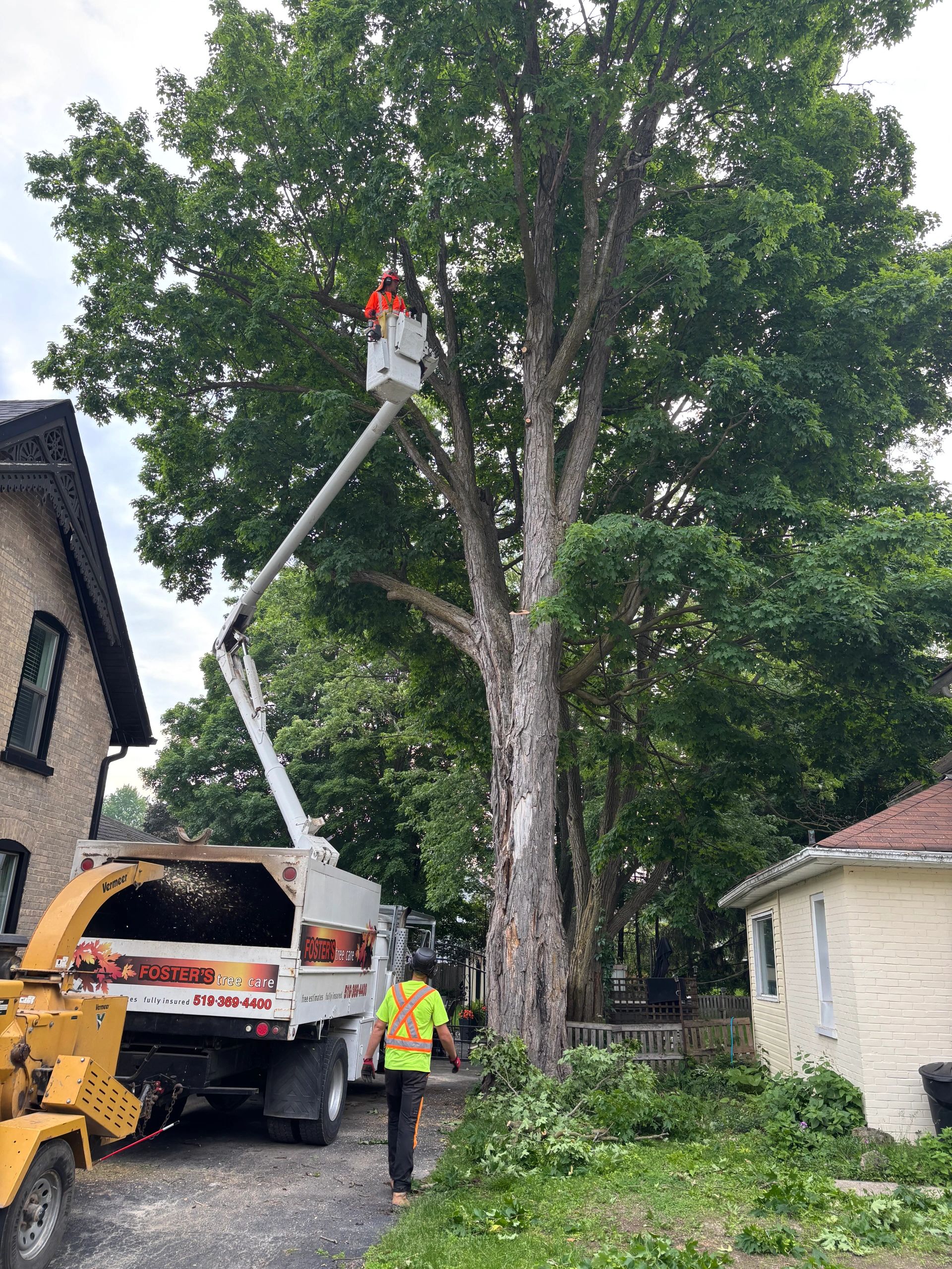 Expert Tree Removal Services | Foster's Tree Care