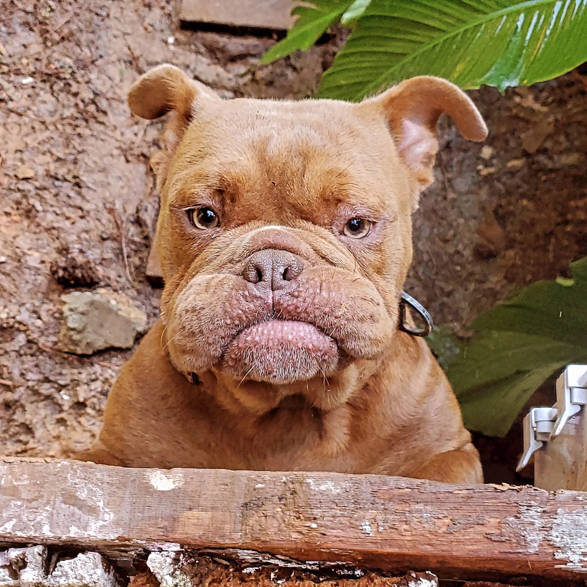 Dog Rescue