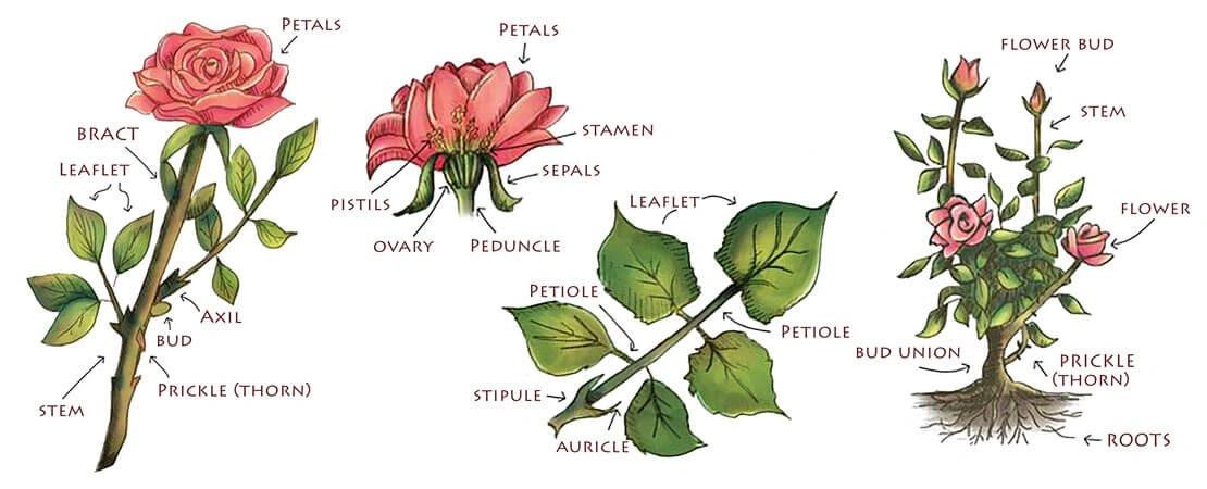 Rose Anatomy