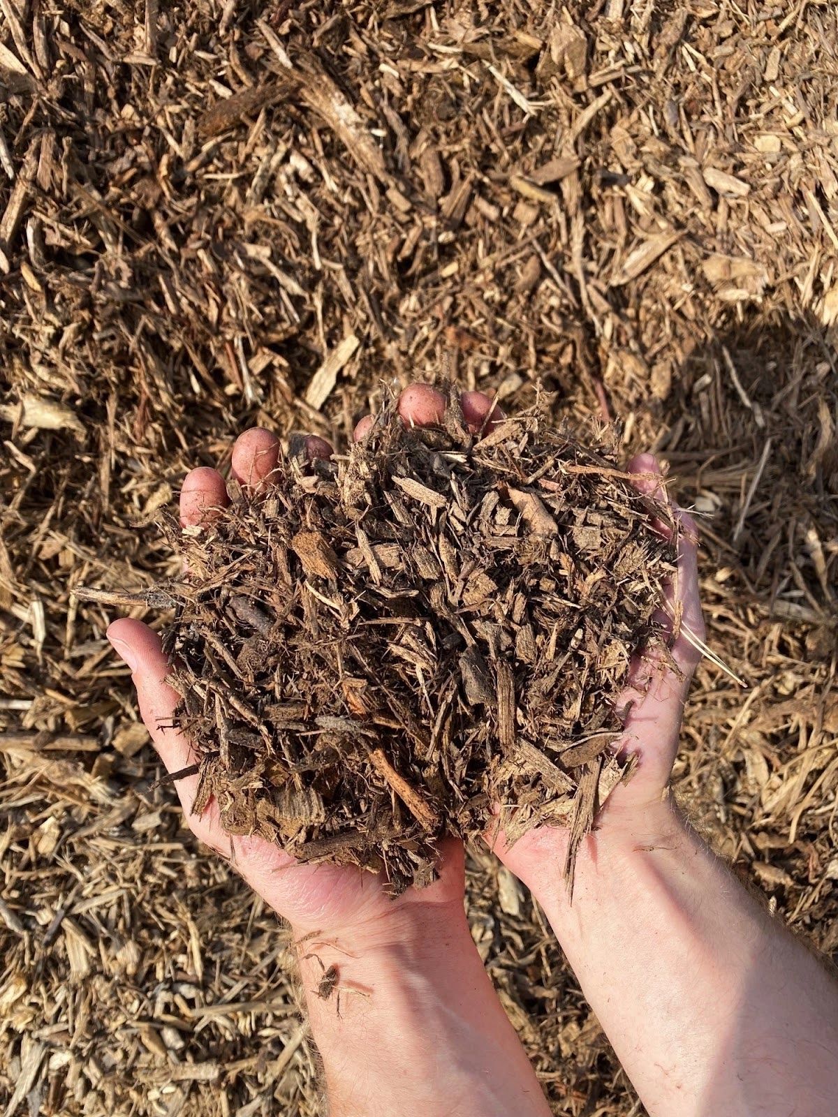Importance of fresh mulch and weeding.