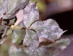 Powdery Mildew