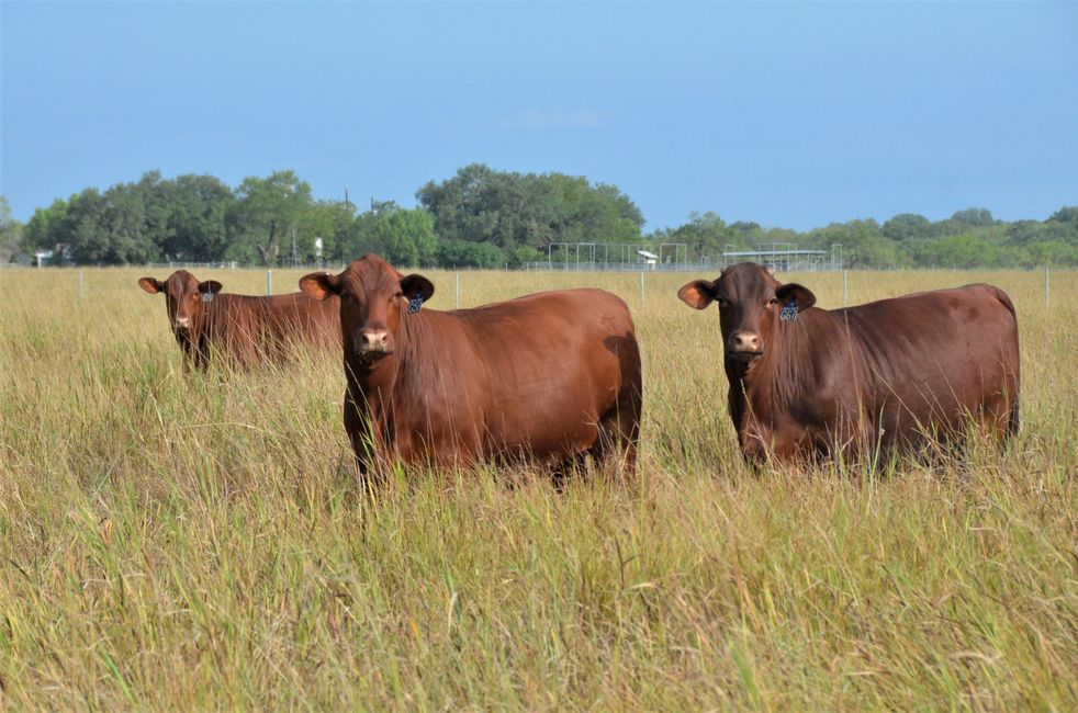 Santa Gertrudis - Hefte Ranch