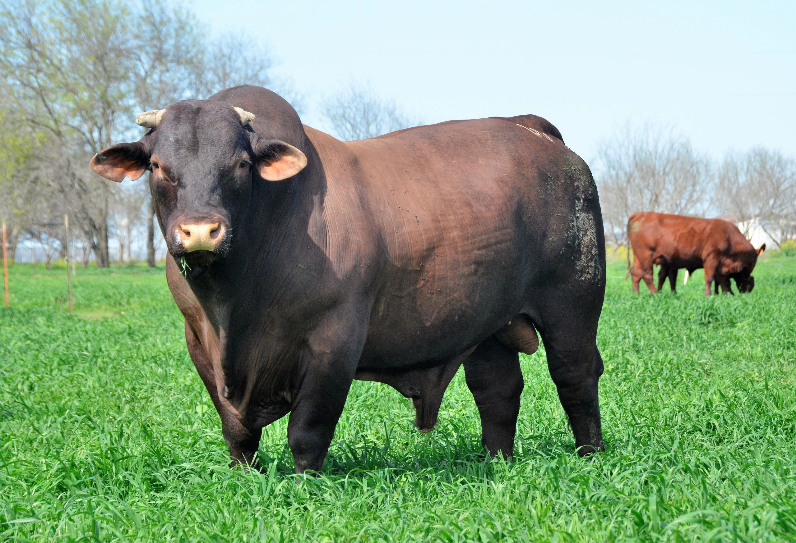 Santa Gertrudis - Hefte Ranch