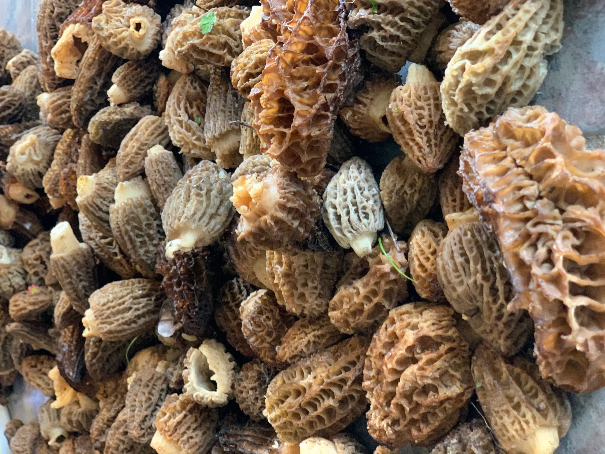 Mia's Morels