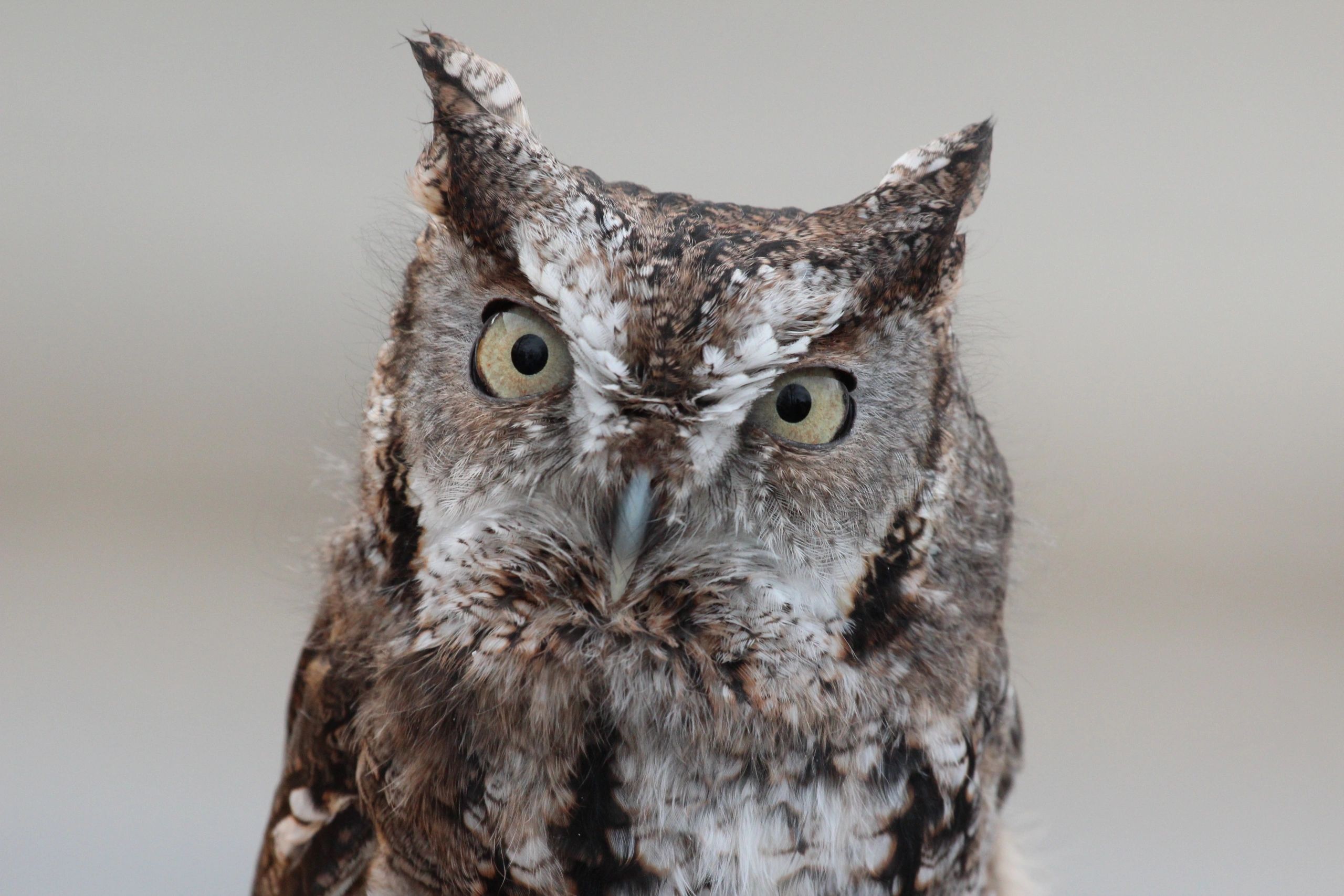 Shannon Fair Photography