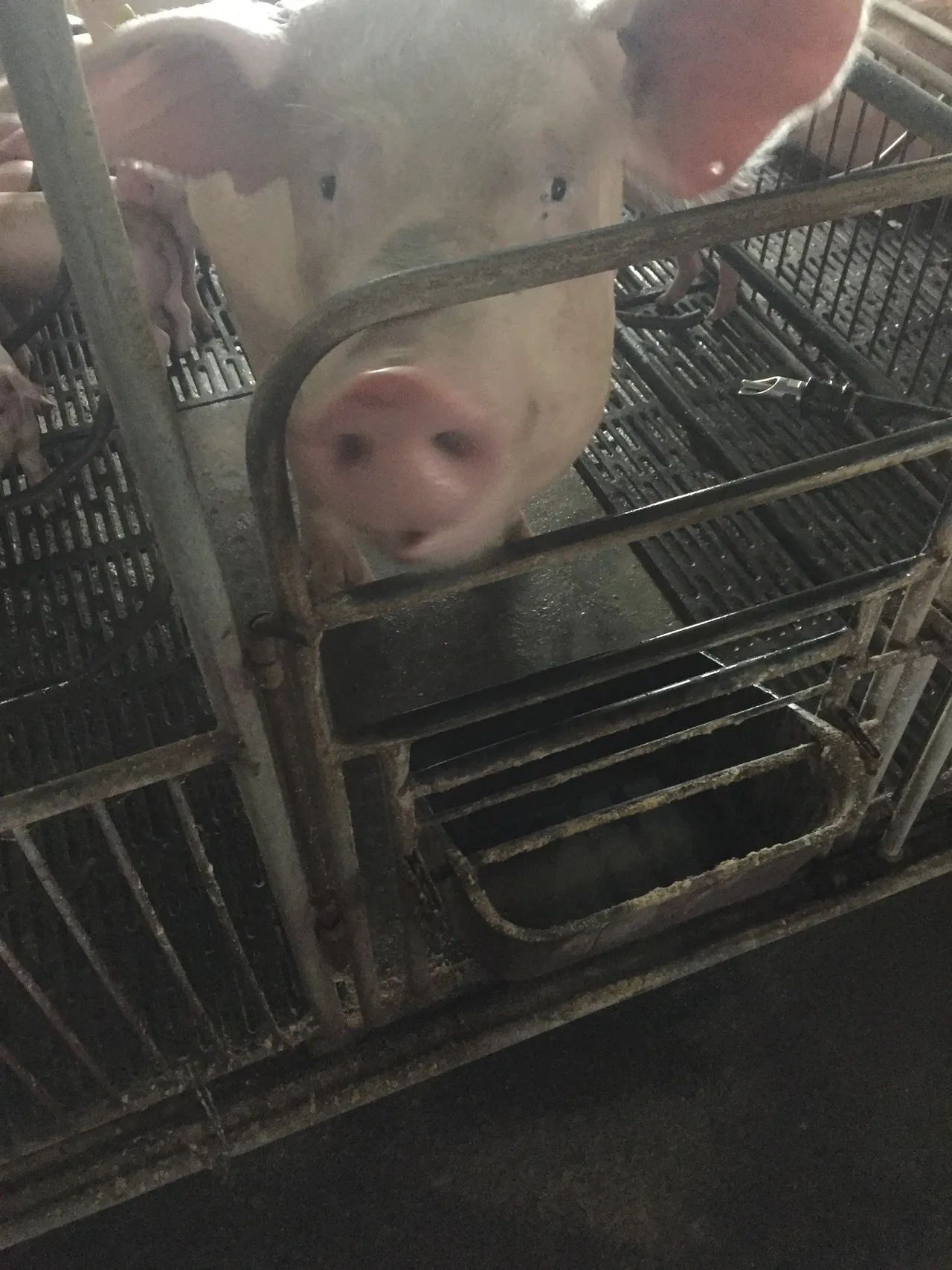 Maximizing Sow Lactation Feed Intake