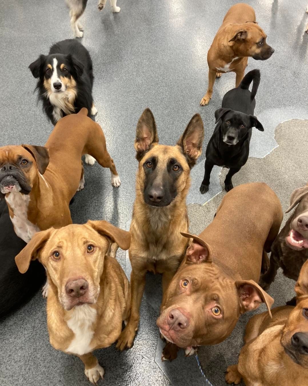 Mesa Dogs 24/7 - Dog Day Care, Cage-Free Dog Boarding