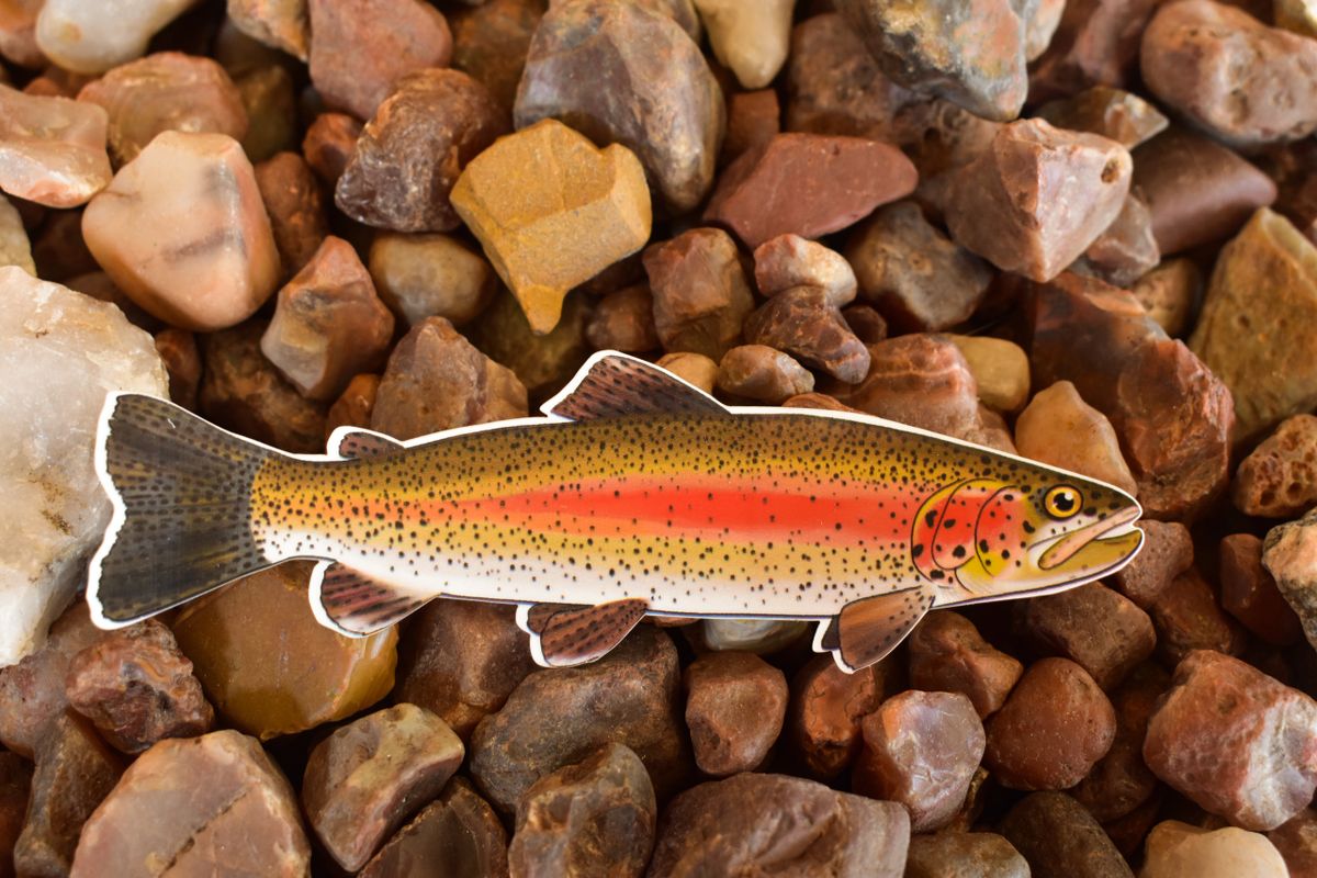 Large Rainbow Trout Sticker