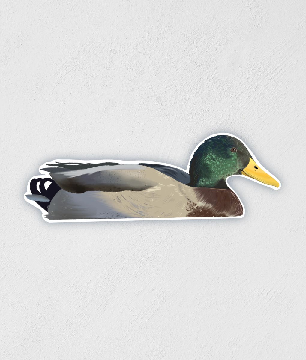 Mallard Sticker