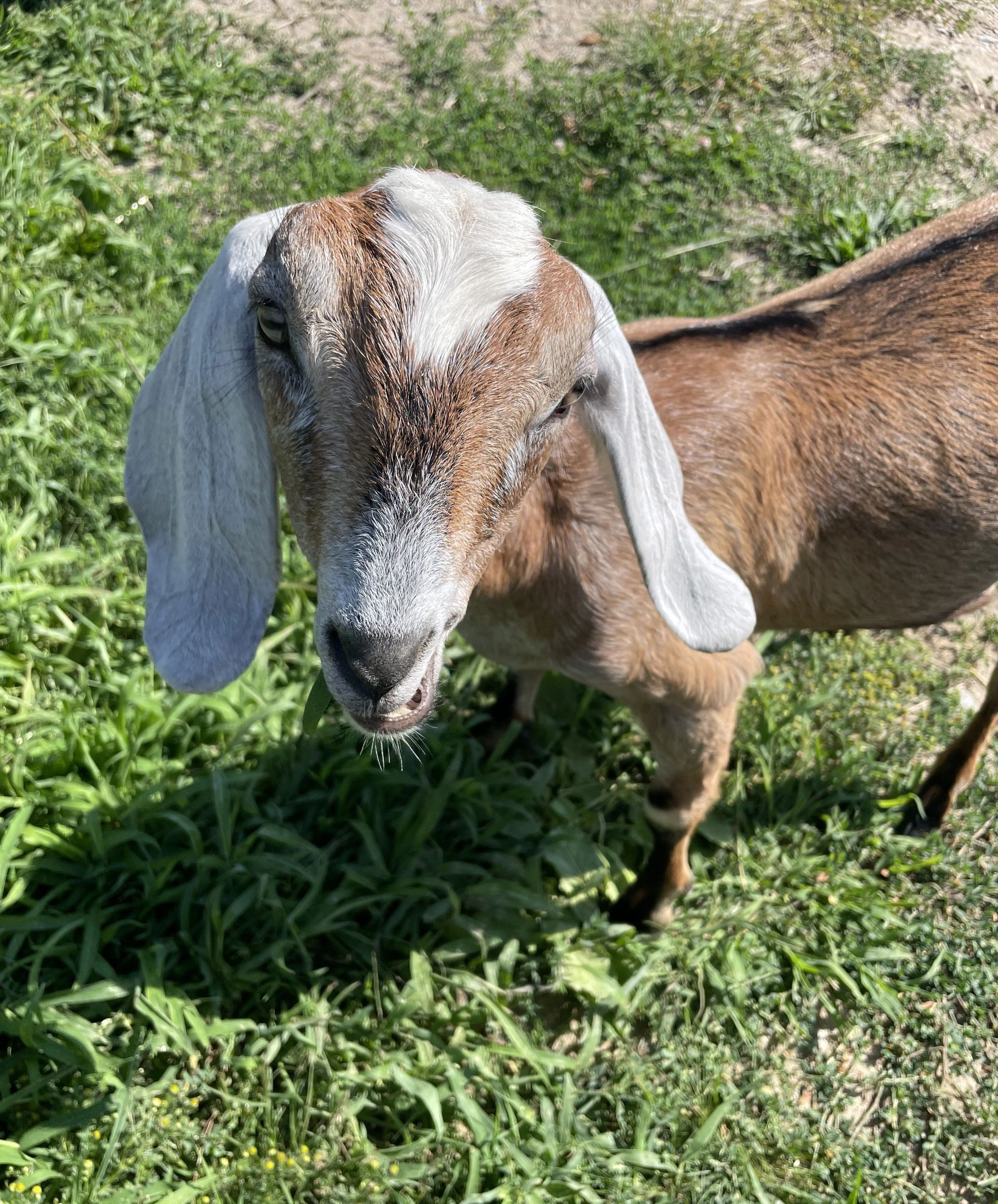 Painting With Goats?