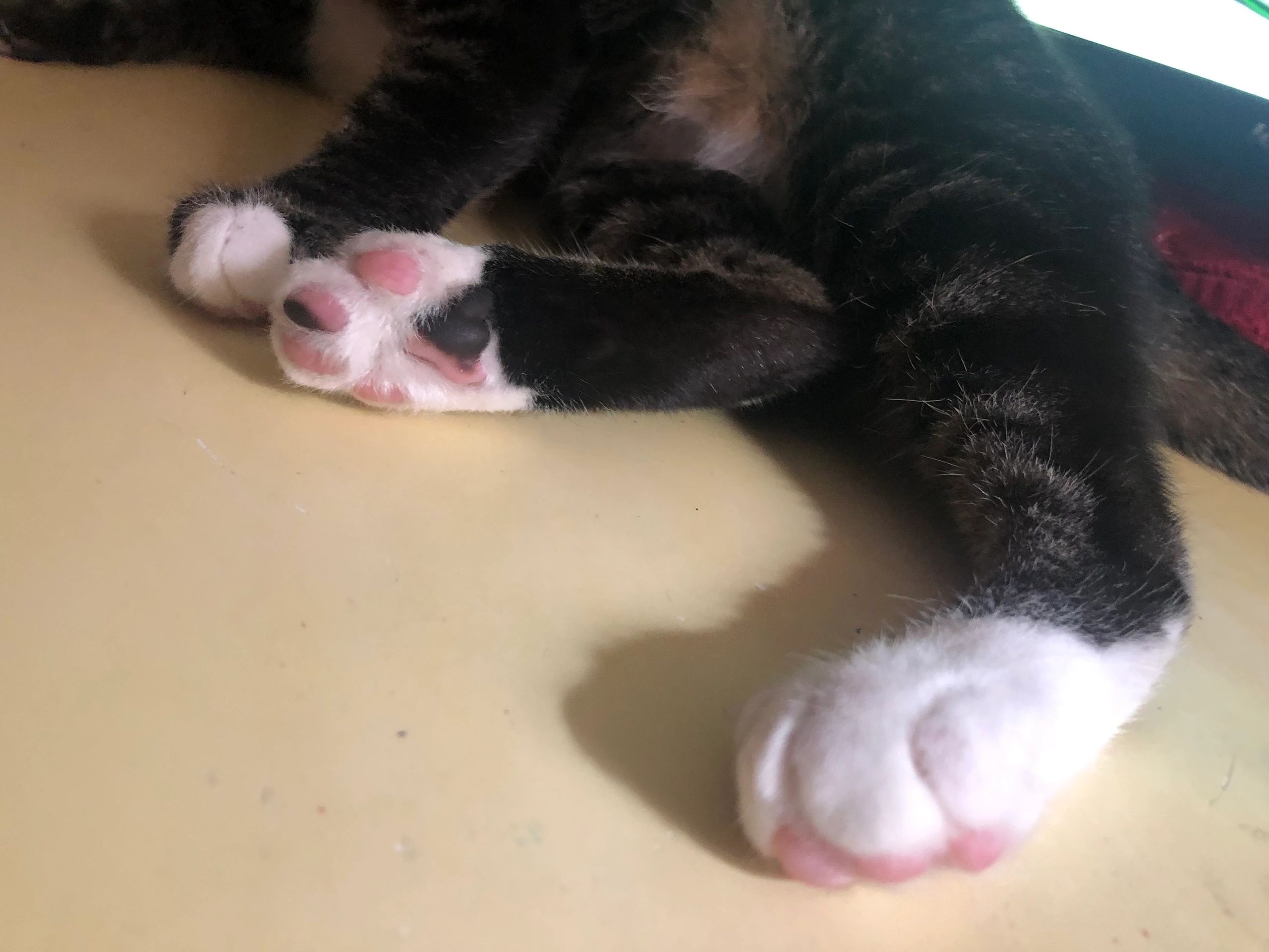MrMarveltheCat.com