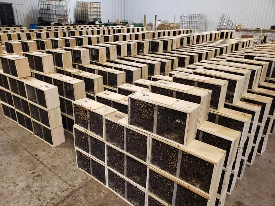 2026 3 lb Honey Bee Package Bees with Mated Italian Queen - 3 lbs