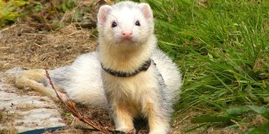 Broward Ferret Rescue Inc.