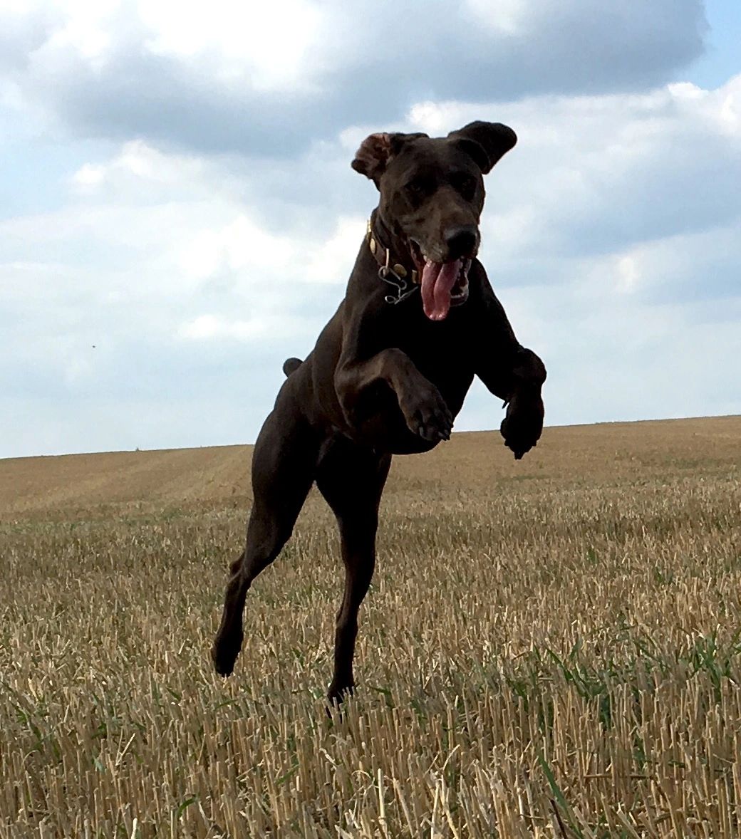 Paw patrol dog walking - Dog Walker