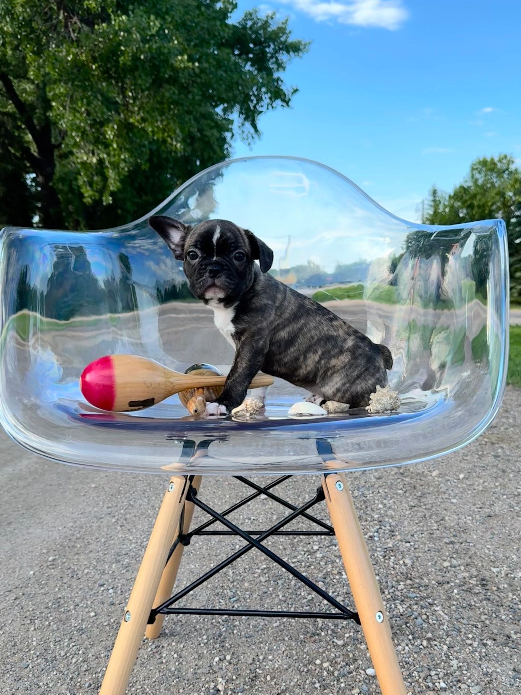 Wentzel Family Frenchtons