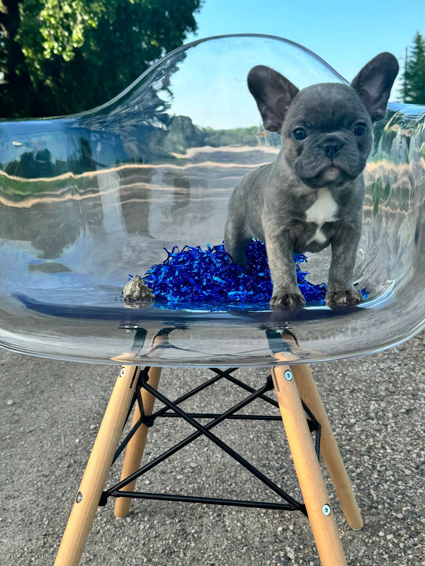 Wentzel Family Frenchtons