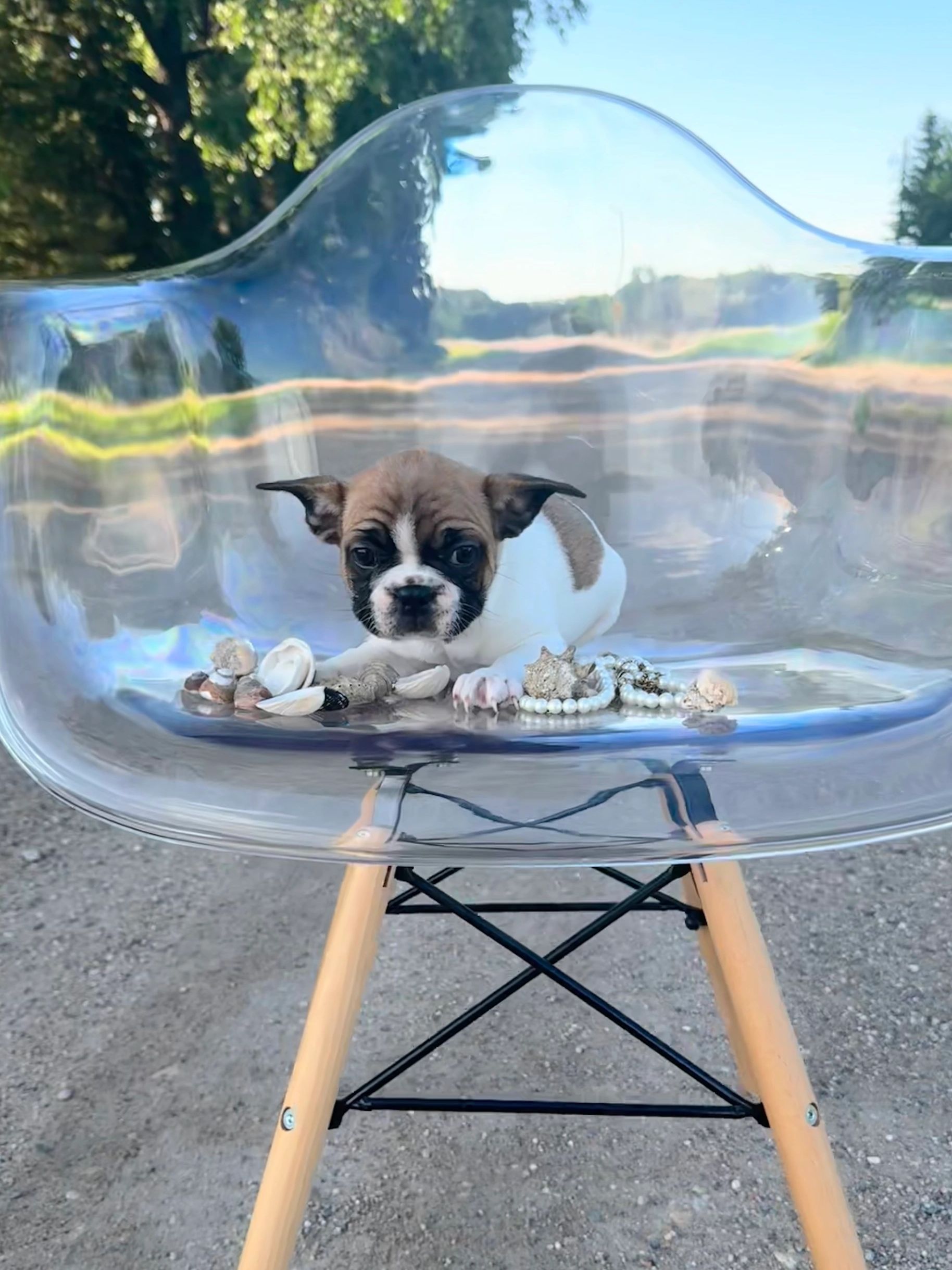 Wentzel Family Frenchtons