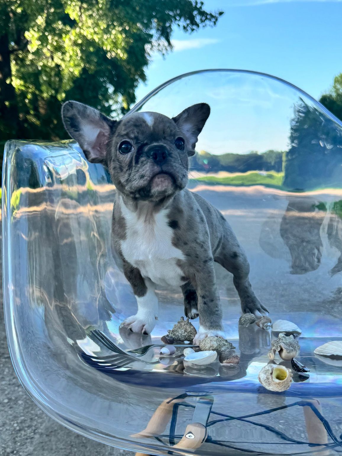 Wentzel Family Frenchtons