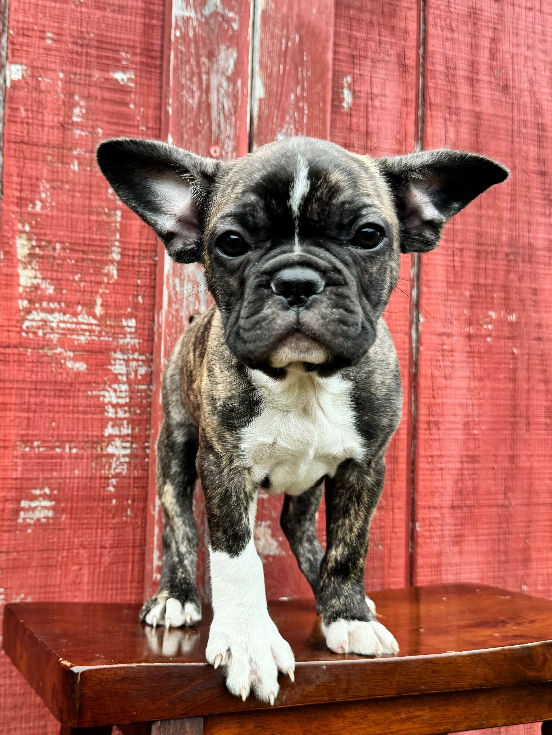 Wentzel Family Frenchtons