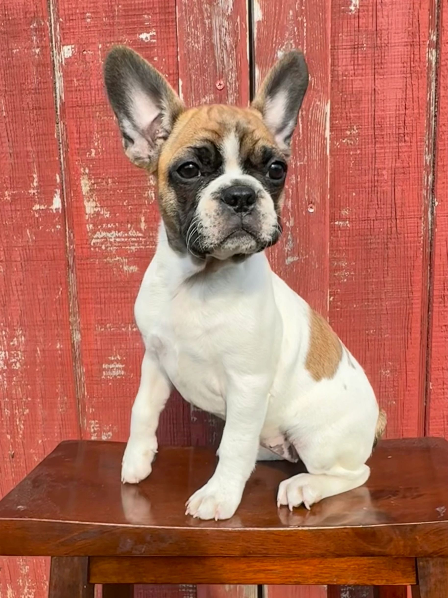 Wentzel Family Frenchtons