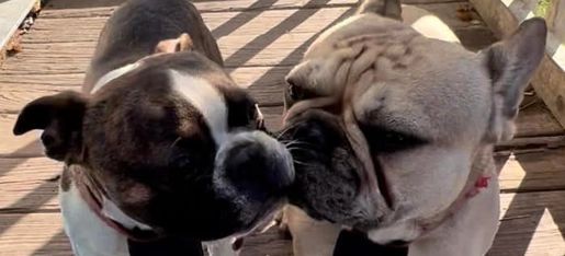 Wentzel Family Frenchtons