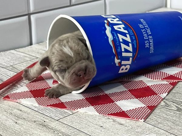 Wentzel Family Frenchtons