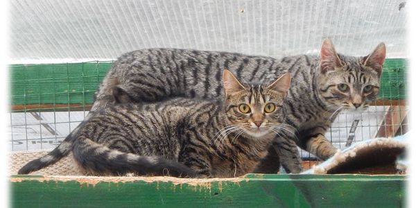 North Norfolk Cats - Cat Rescue - Antingham, England