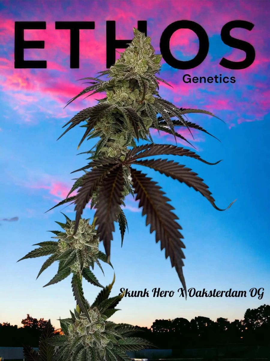 Skunk Hero x Oaksterdam OG