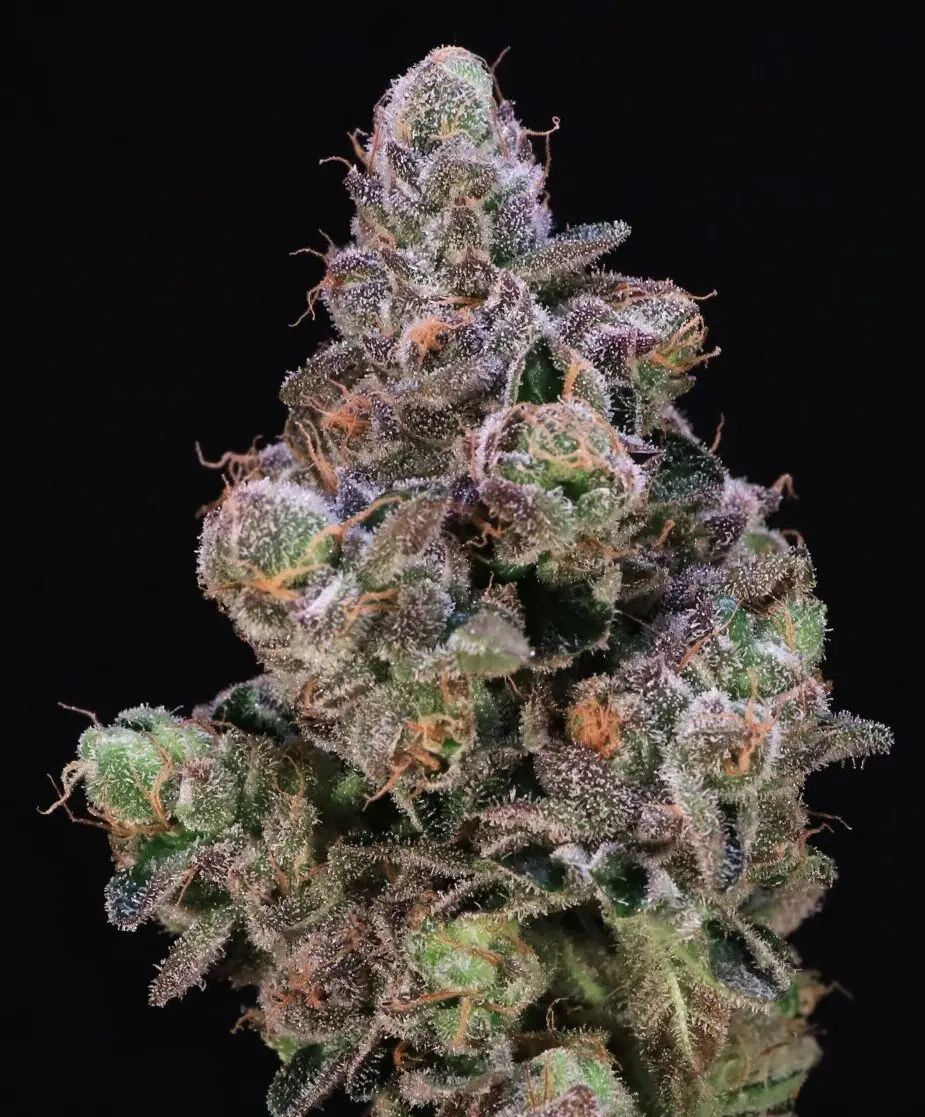 Blueberry Swirl +2ct Fem