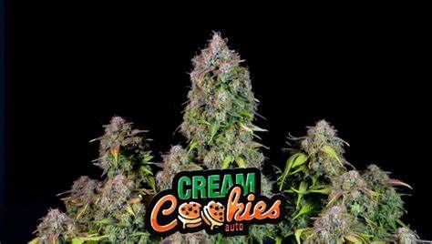 Cream Cookies Auto 3ct + Gorilla Zkittlez Auto 1ct