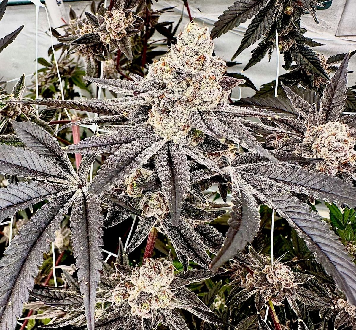 Splash Daddy + 3 Fem