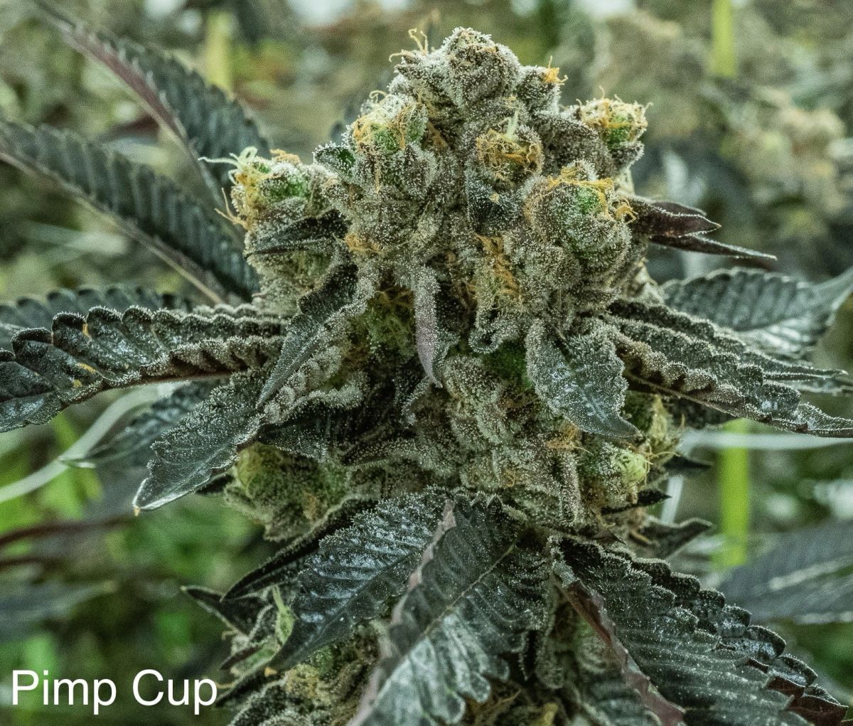 Pimp Cup