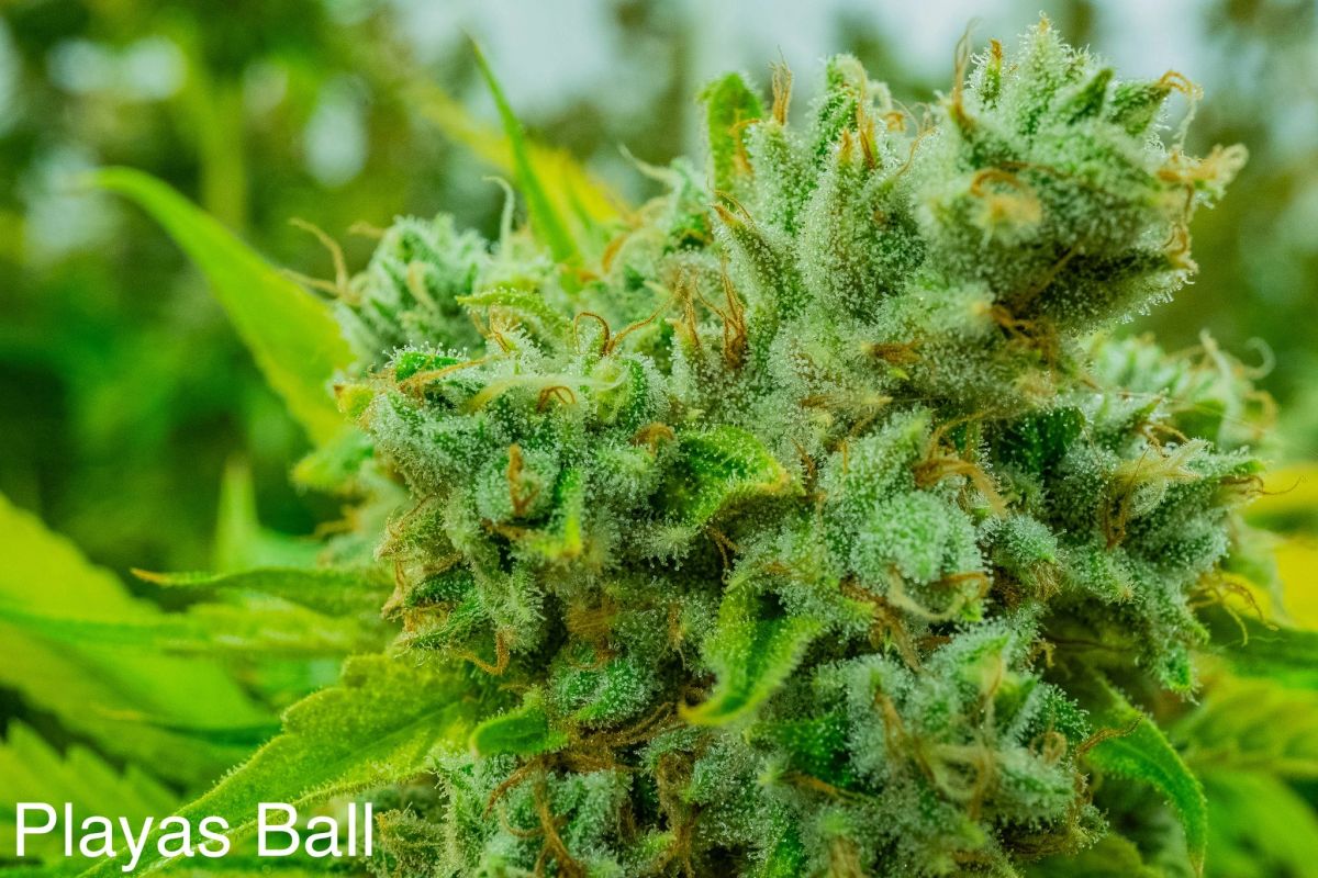 Playas Ball