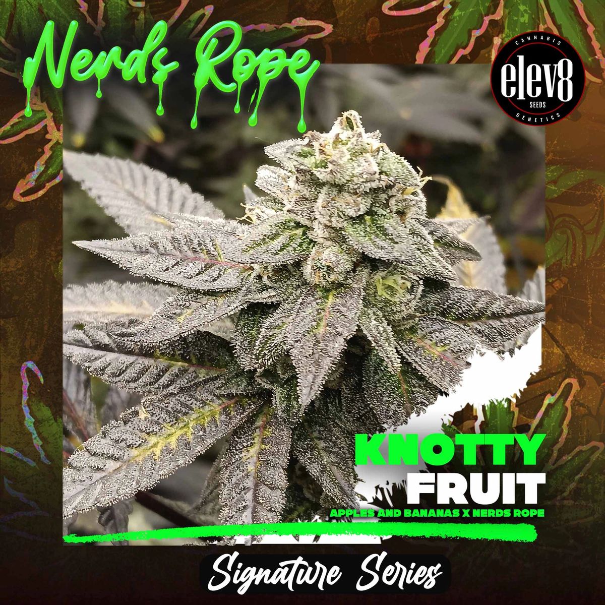 Knotty Fruit + 2 Fem