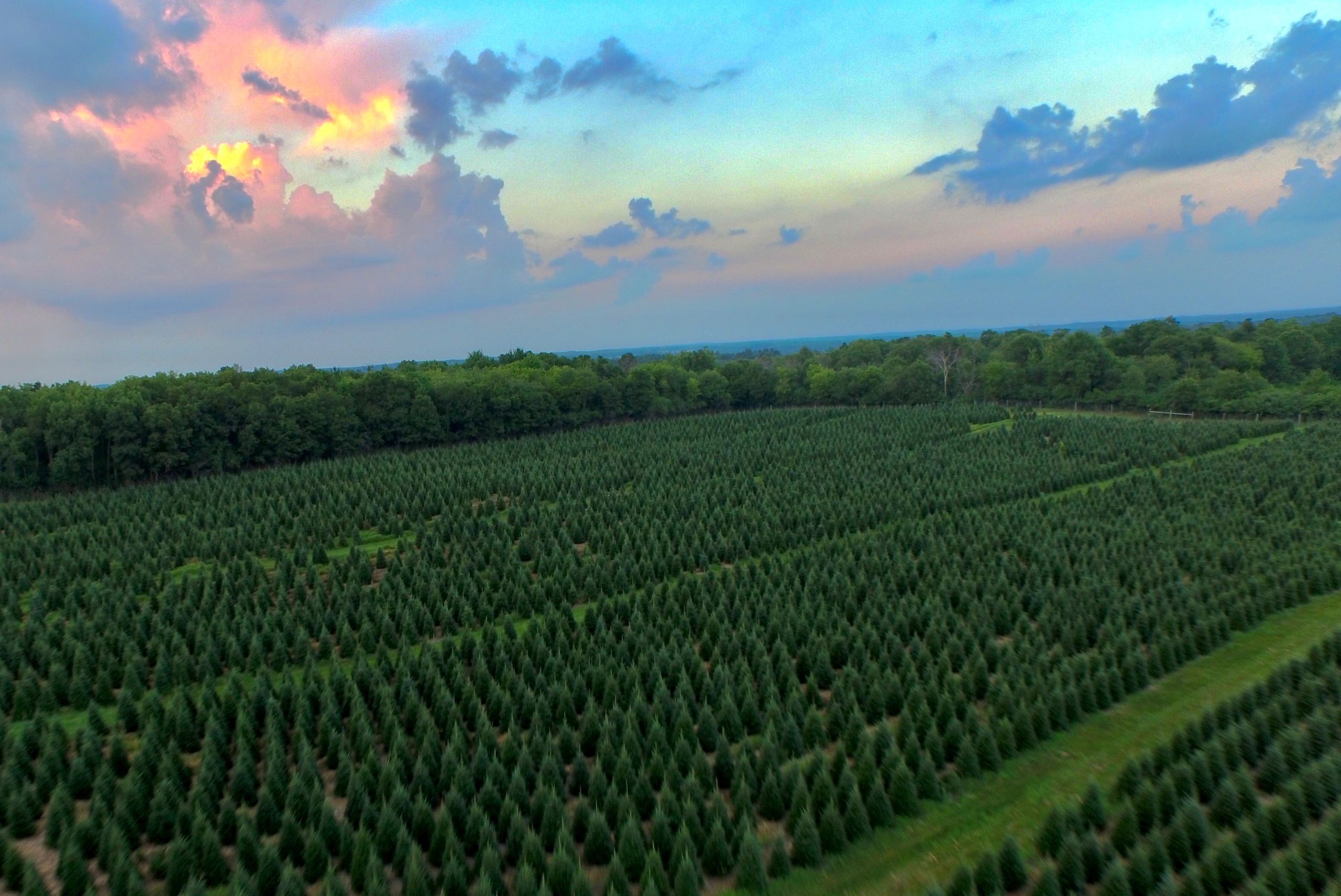 Contact Us | Nelson Family Tree Farms