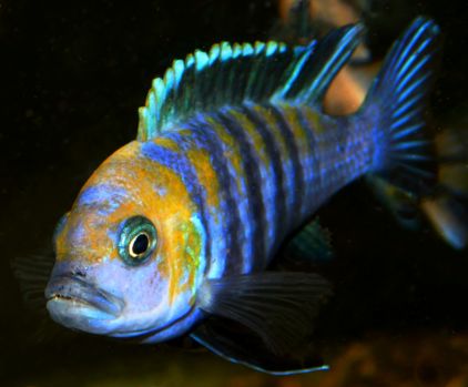 AUSTRALIAN NATIVE FISH